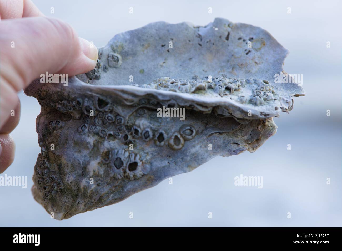Macro detail of marine barnacles living on surface of a crustacean ...