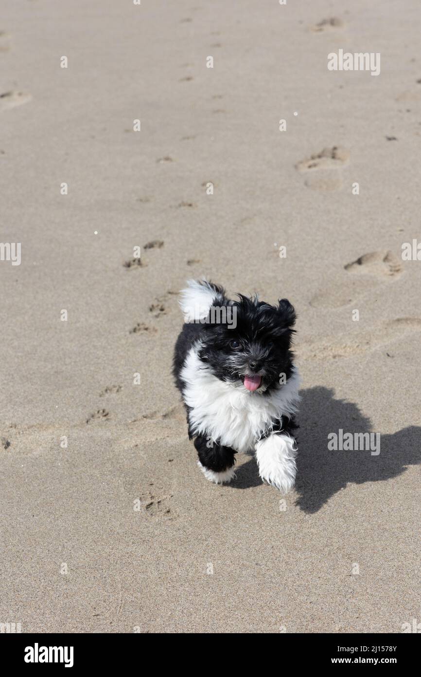Havanese puppy playing on the beach Stock Photo - Alamy