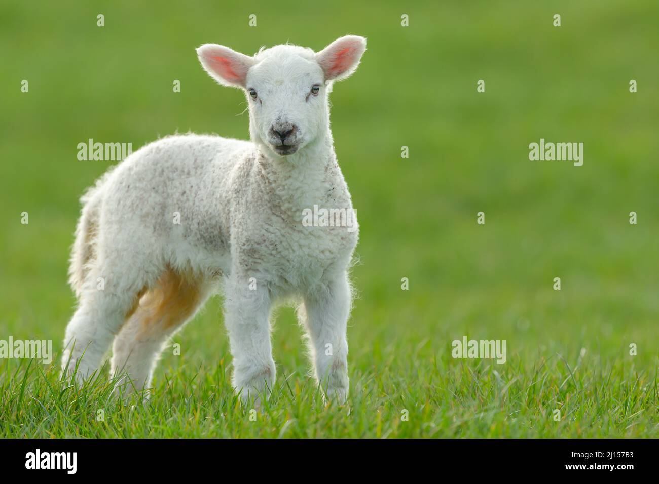 Lambing time in the Yorkshire Dales. Close up of one cute, newborn lamb ...