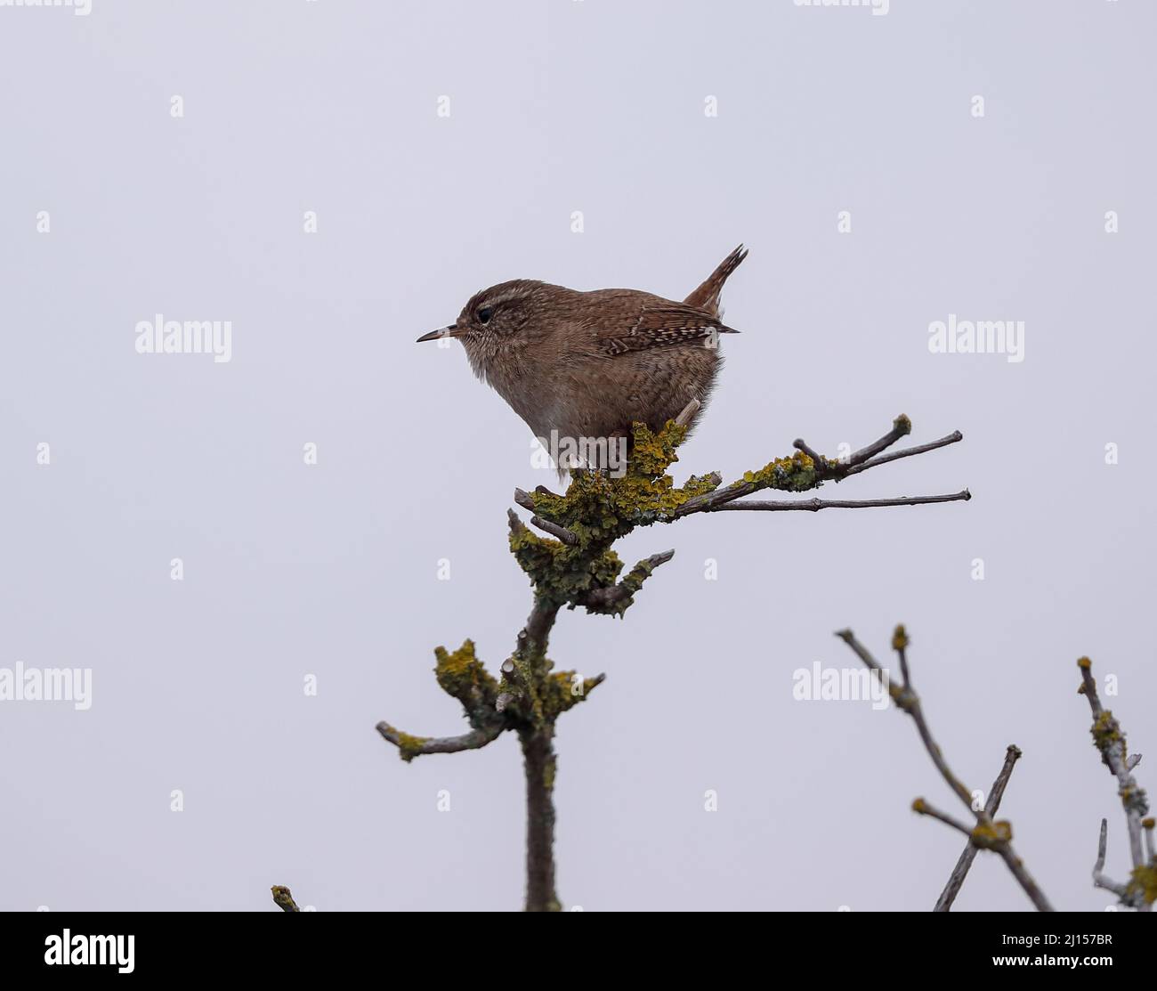 Wren troglodytes singing tail hi-res stock photography and images - Alamy