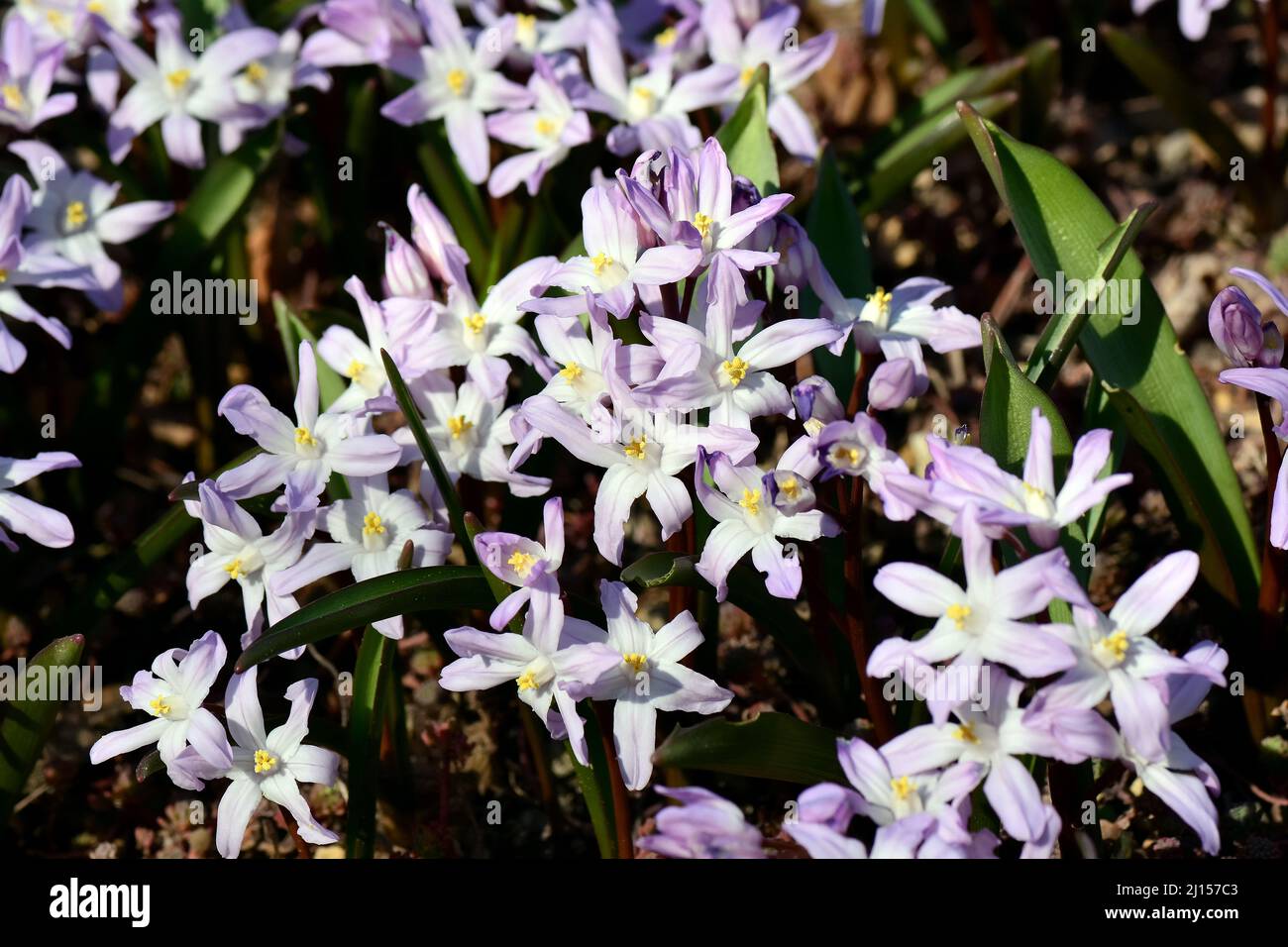 Forbes' glory-of-the-snow, Scilla forbesii, anatóliai hófény, Hungary ...