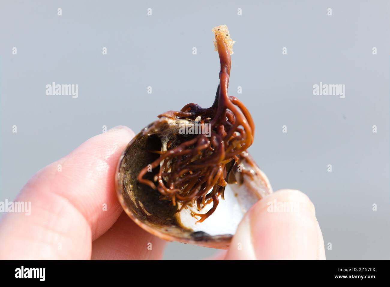 Close-up detail of a hand holding a crustacean shell with red algae on ...