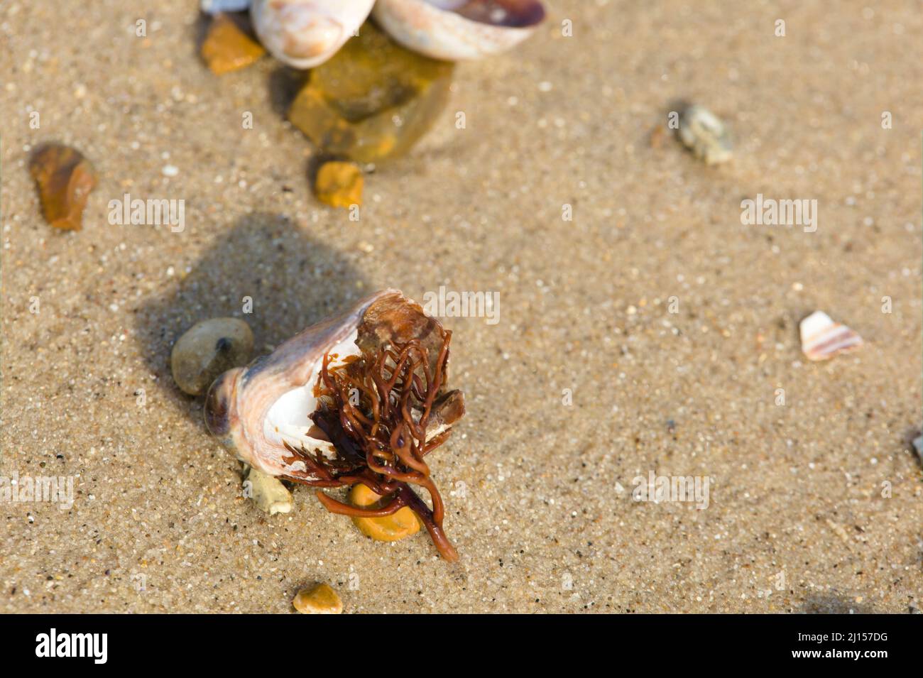 Crustacean coastal living hi-res stock photography and images - Alamy