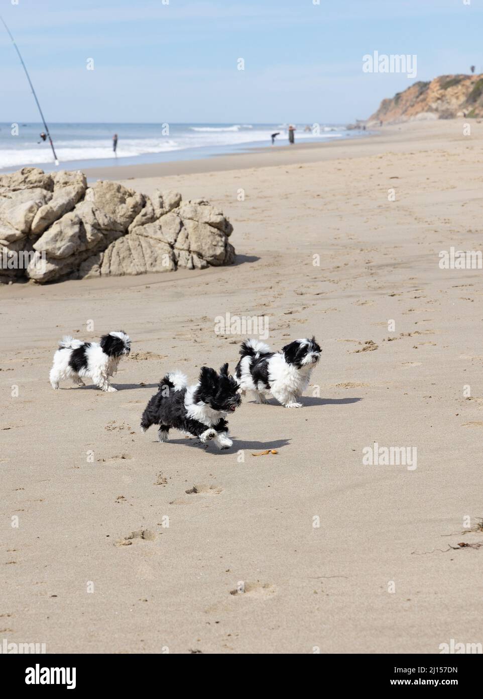 Havanese puppy playing on the beach Stock Photo - Alamy
