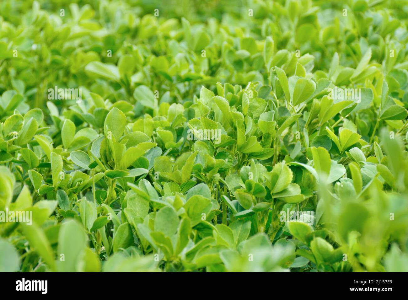 Young green alfalfa grows on a farm field. Growing fresh greens ...