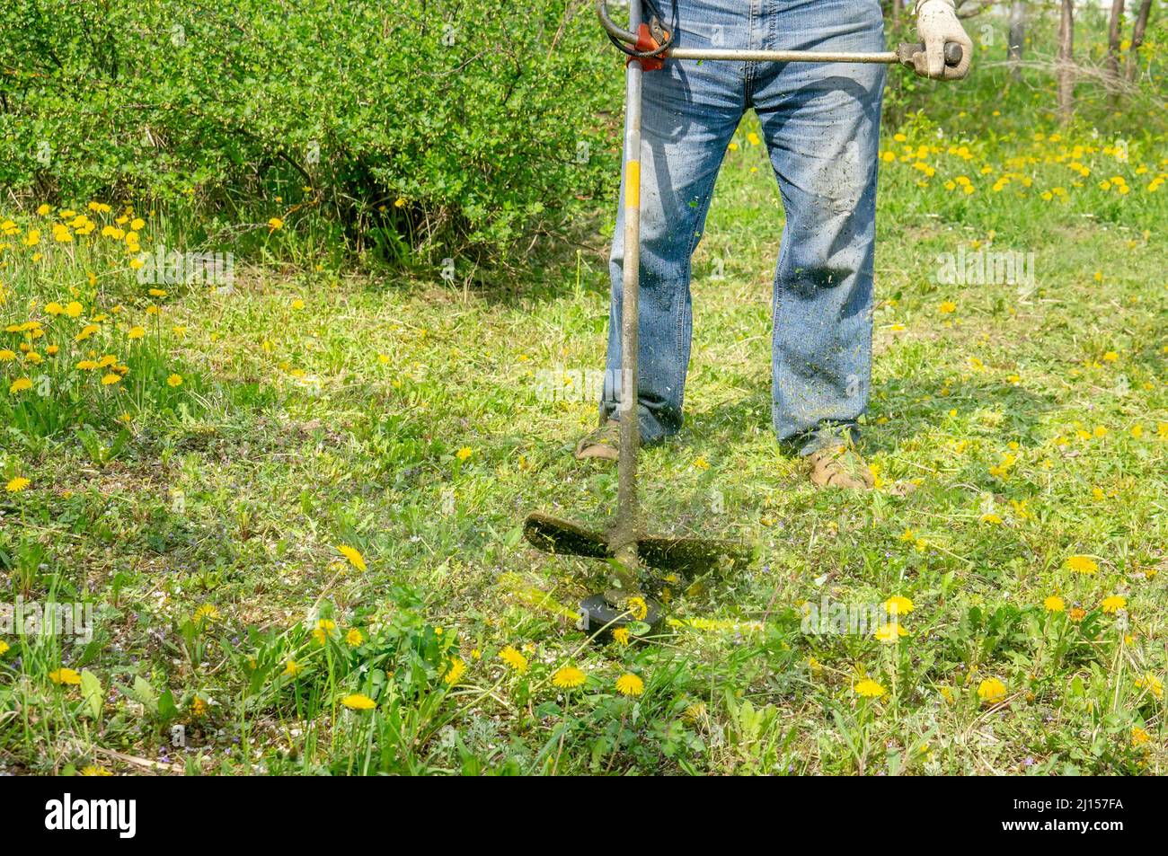 work to mow grass and dandelions with a trimmer. the process of mowing ...