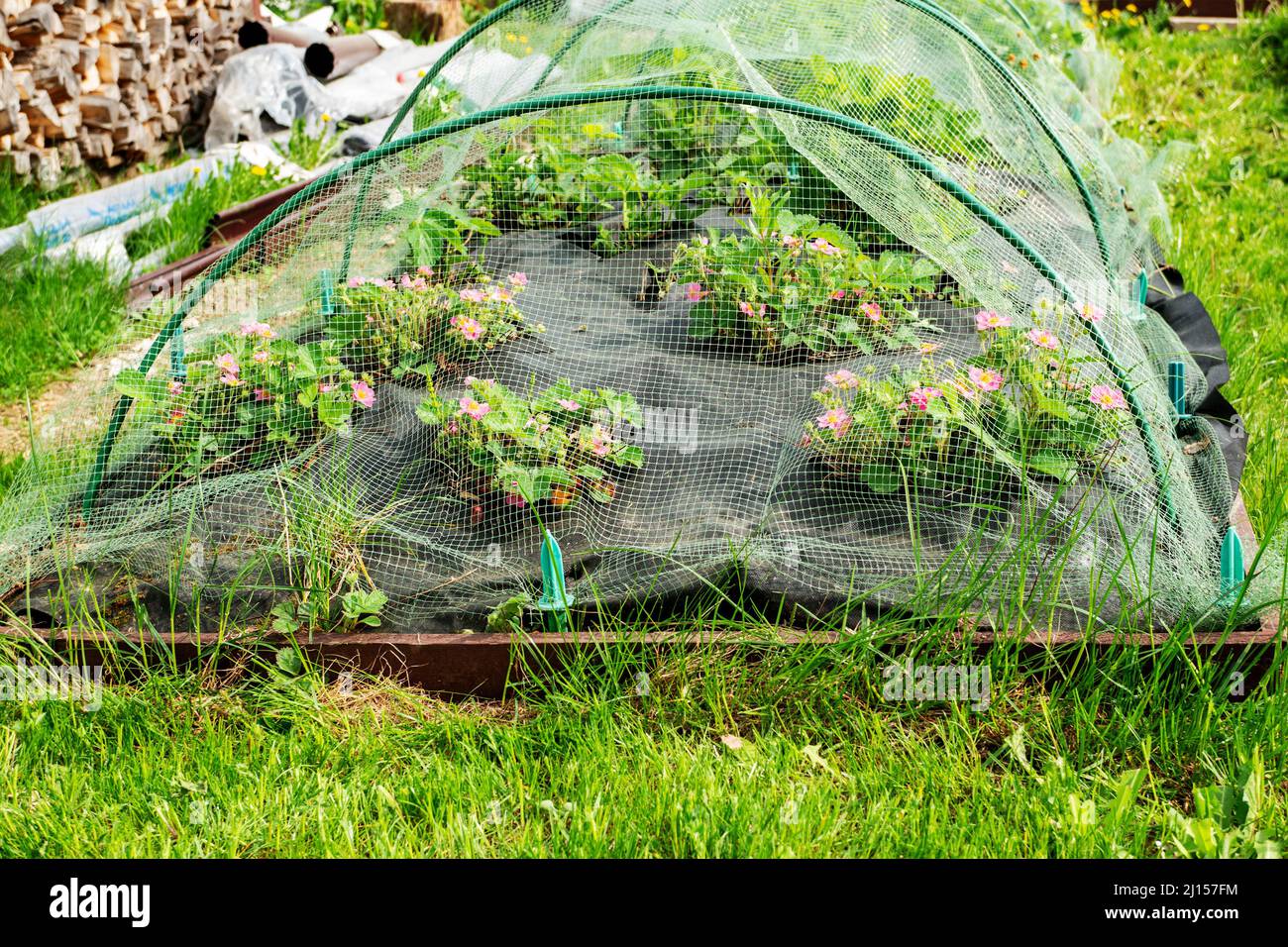 Hide the strawberry bush from the birds in the garden. Protection of ...