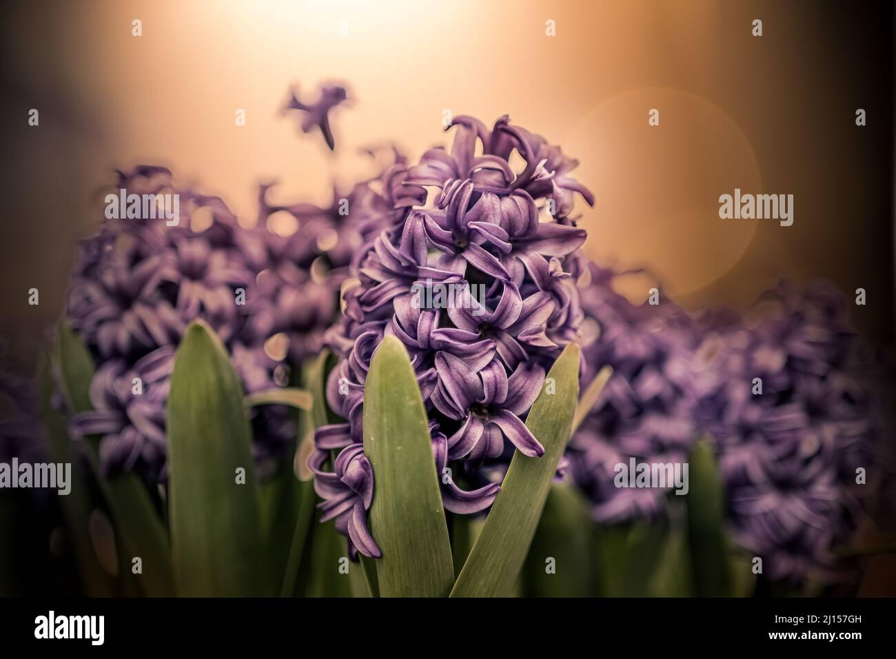 Hyacinth orentalis hi-res stock photography and images - Alamy