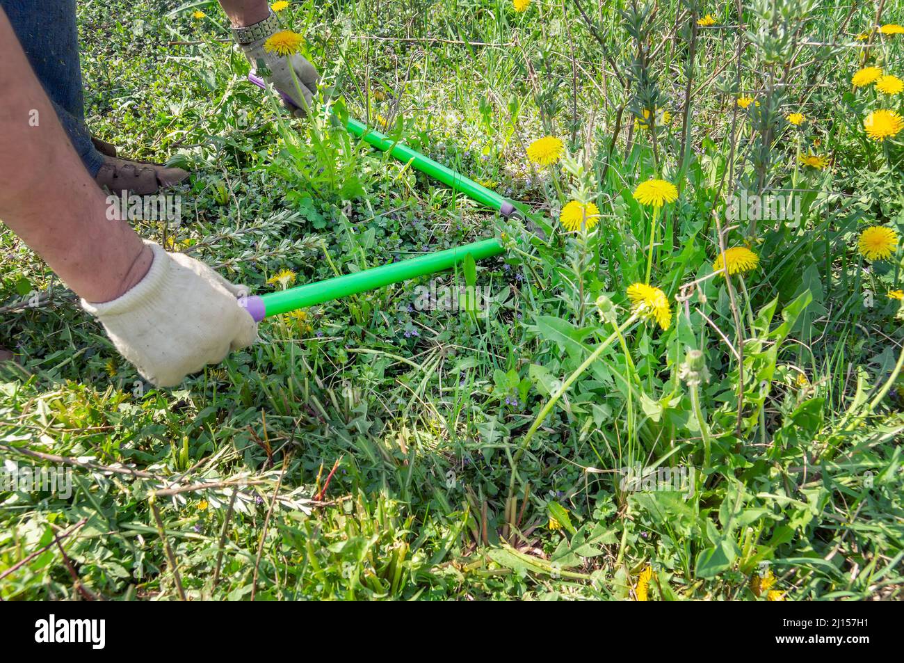 cut the hedge. Cutting weeds with garden shears Stock Photo - Alamy