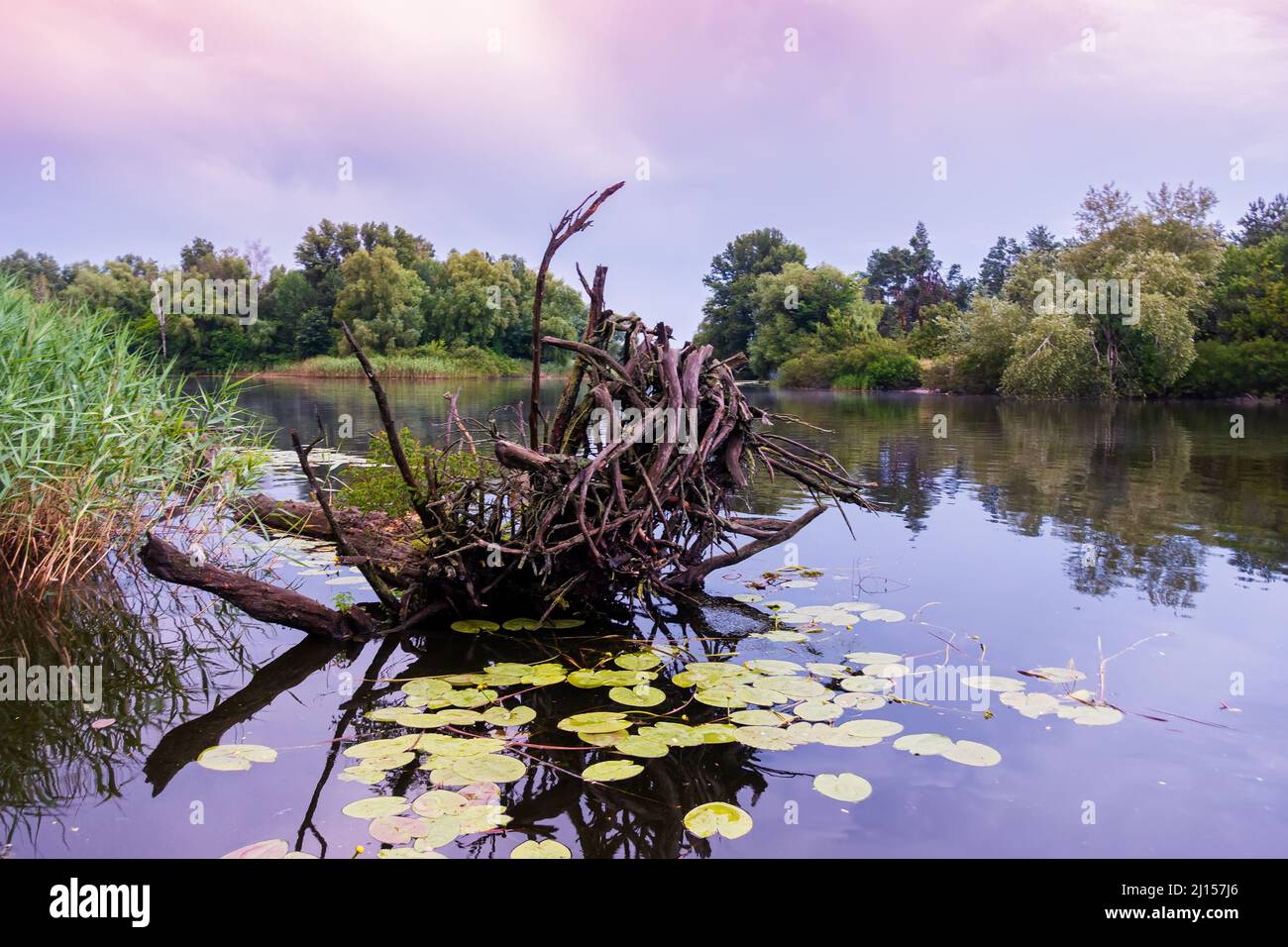 The root of a tree in the water of the river. Twisting root branches ...