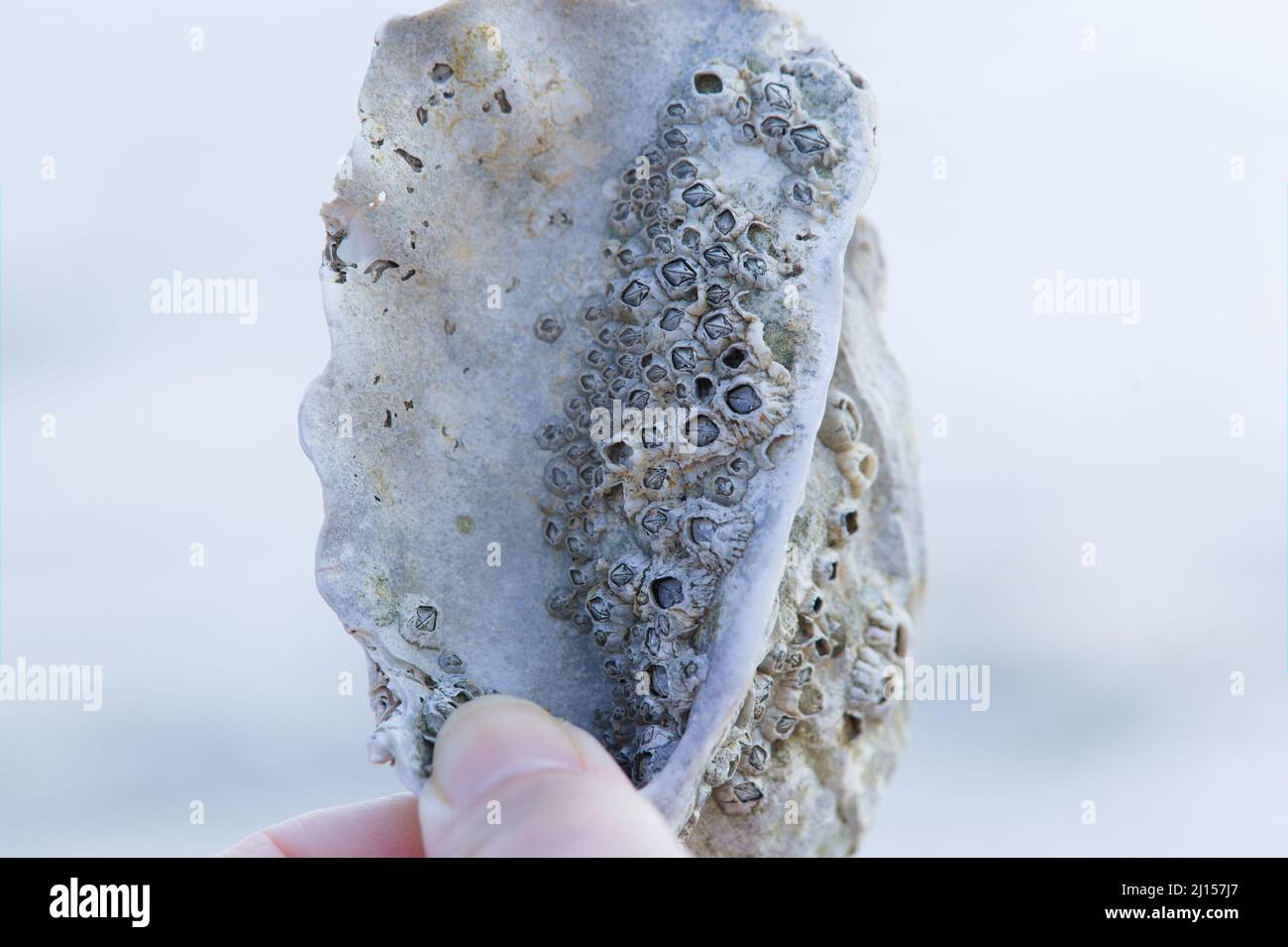 Macro detail of marine barnacles living on surface of a crustacean ...