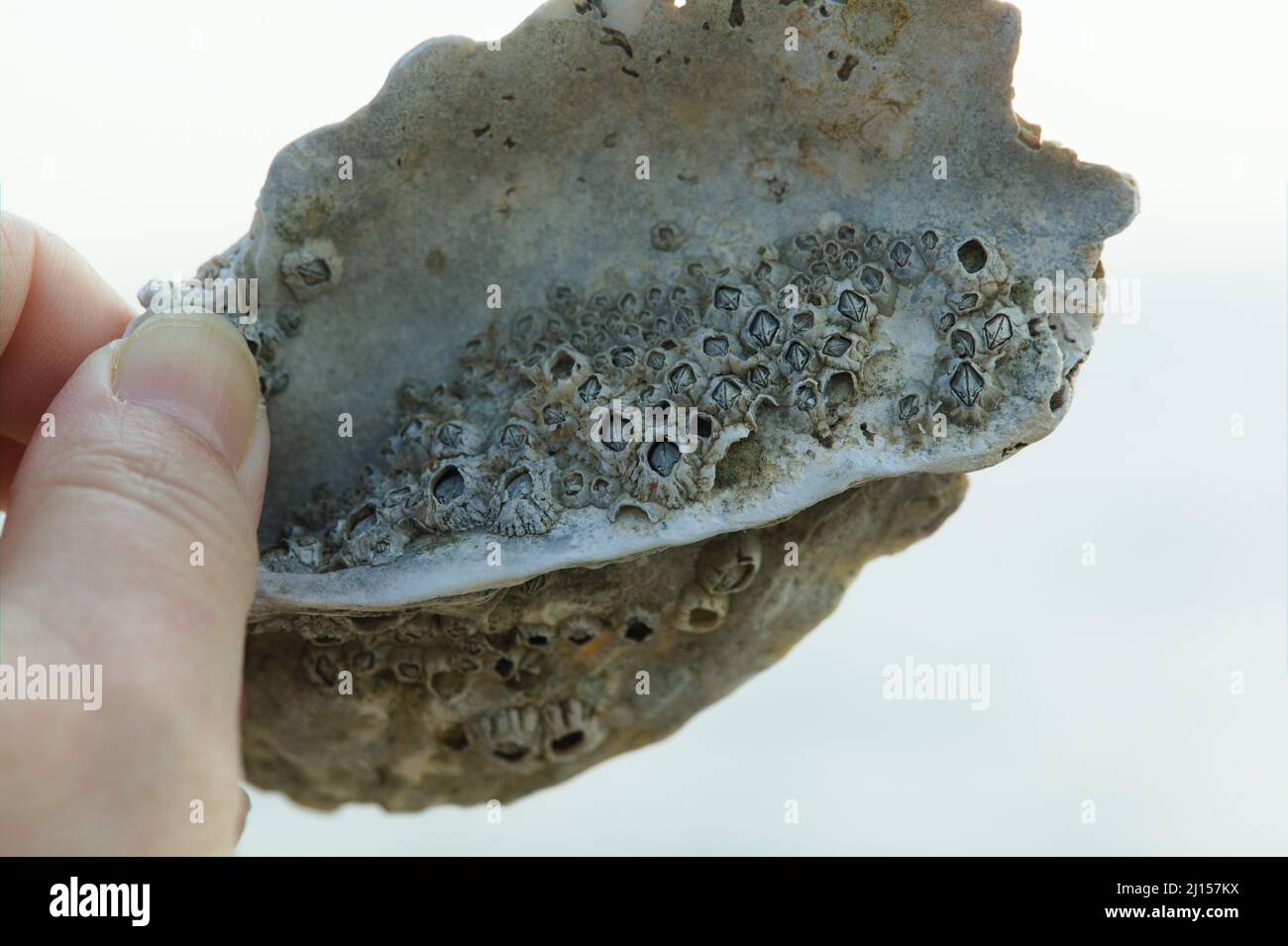 Diamond-shaped marine barnacles living on the surface of a crustacean ...