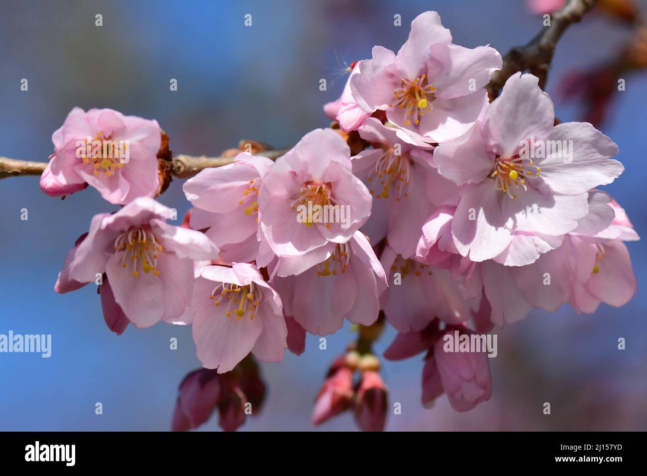 Weeping higan hi-res stock photography and images - Alamy