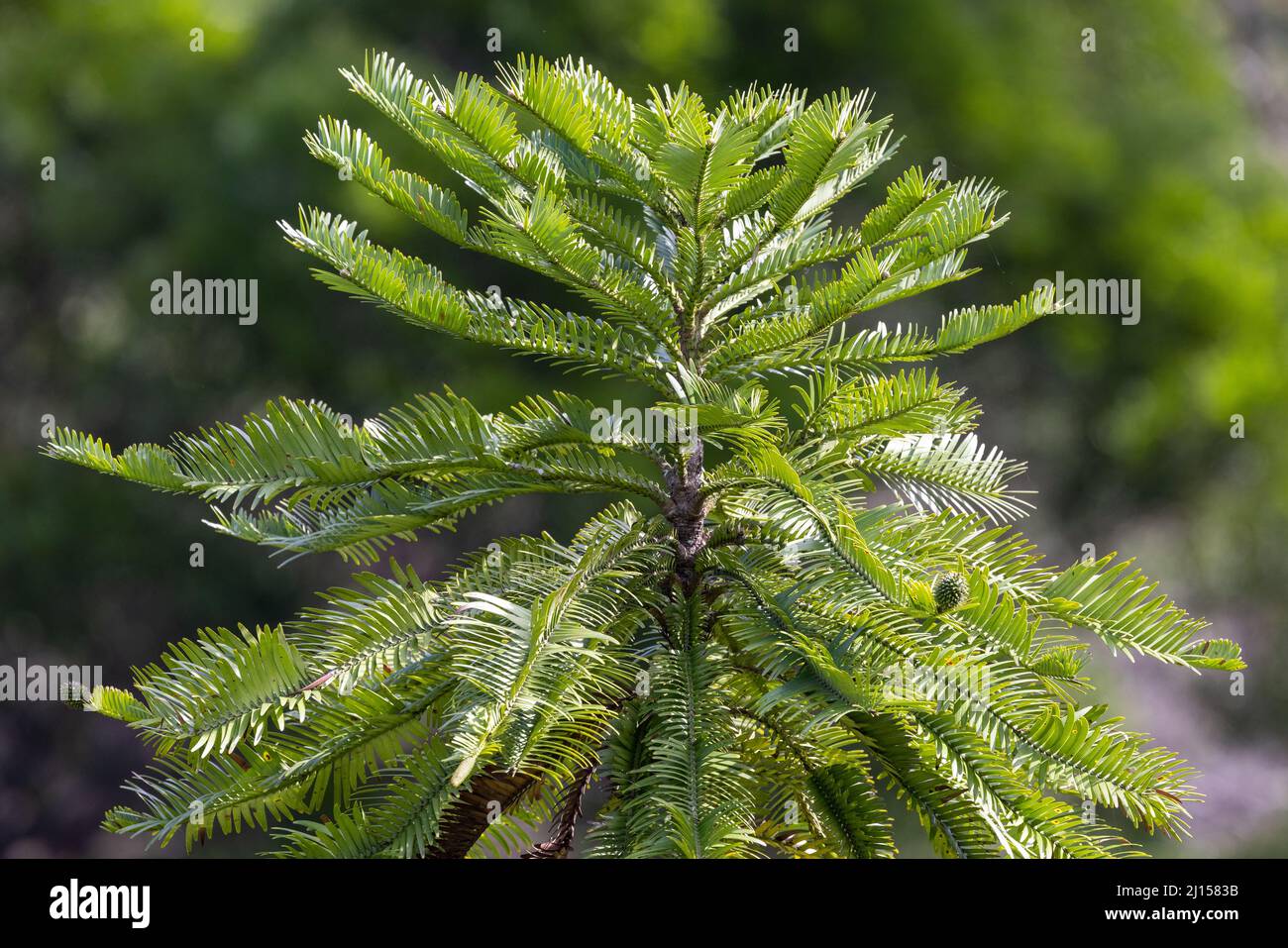 Wollemi pine tree dinosaur hi-res stock photography and images - Alamy