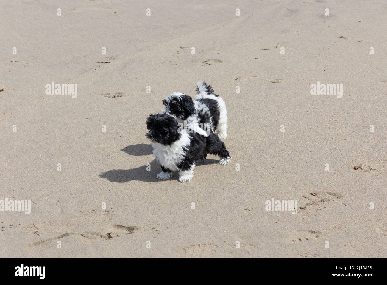 Havanese puppy playing on the beach Stock Photo - Alamy