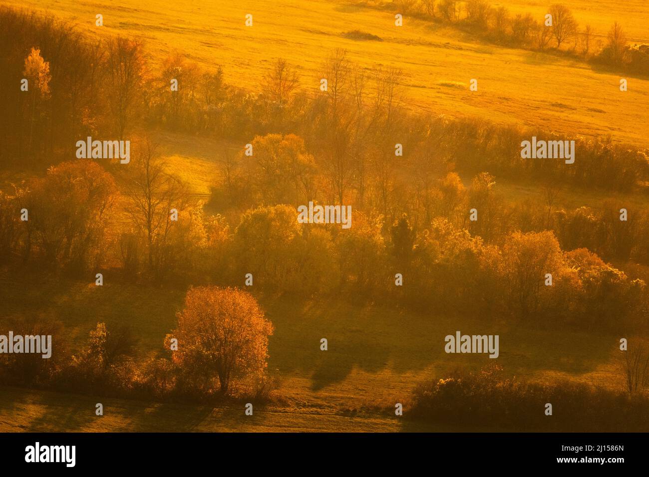 Light colored trees hi-res stock photography and images - Alamy