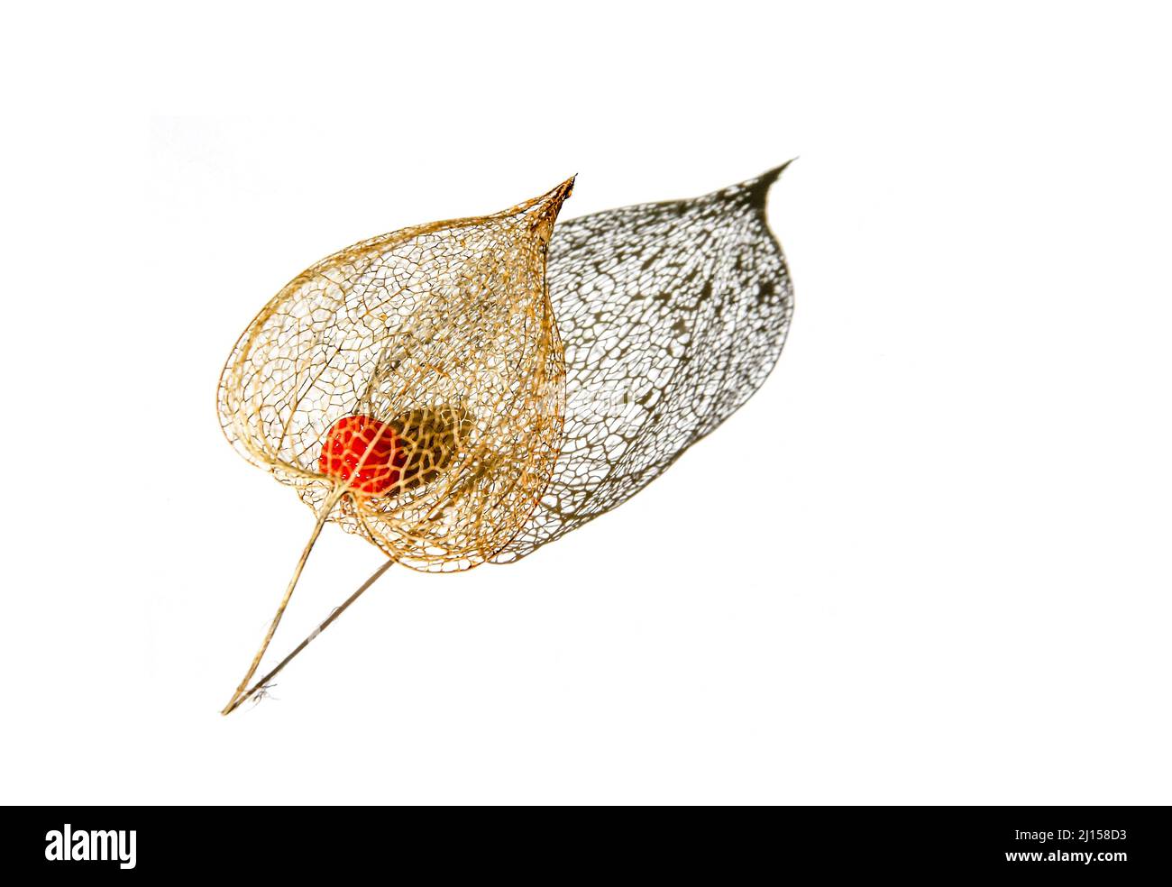 Dry lampion skeleton (alkekengi physalis) casts shadow on white ...