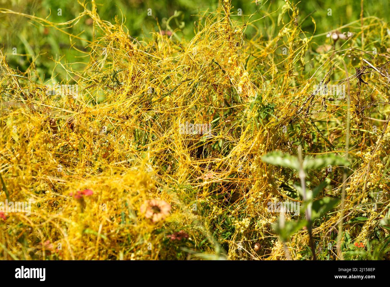 Dodder weed hi-res stock photography and images - Alamy