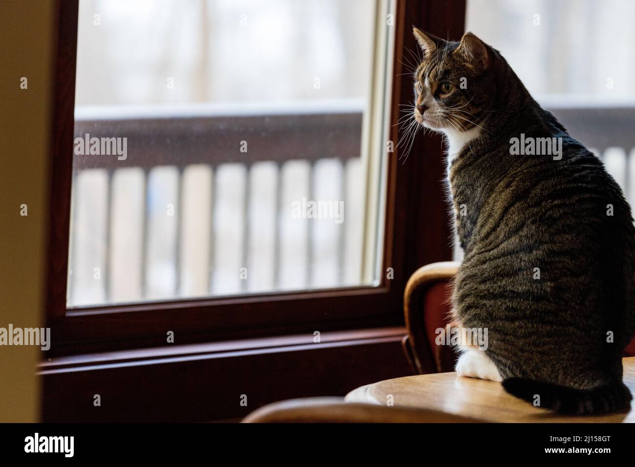Curious cat looking with interest out window Stock Photo - Alamy