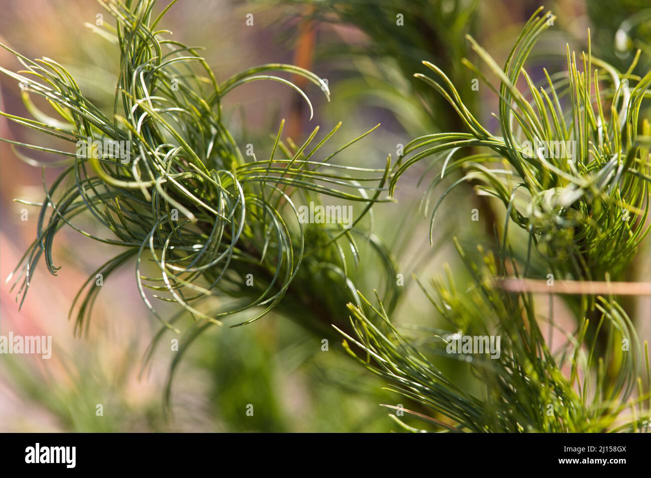 Close-up detail of foliage of Pinus Strobus ' Tiny Kurls ' Stock Photo ...