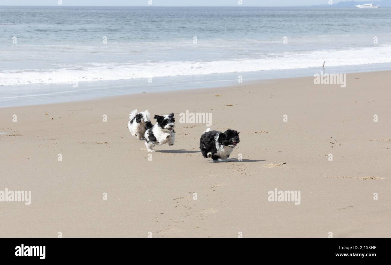 Havanese puppy playing on the beach Stock Photo - Alamy