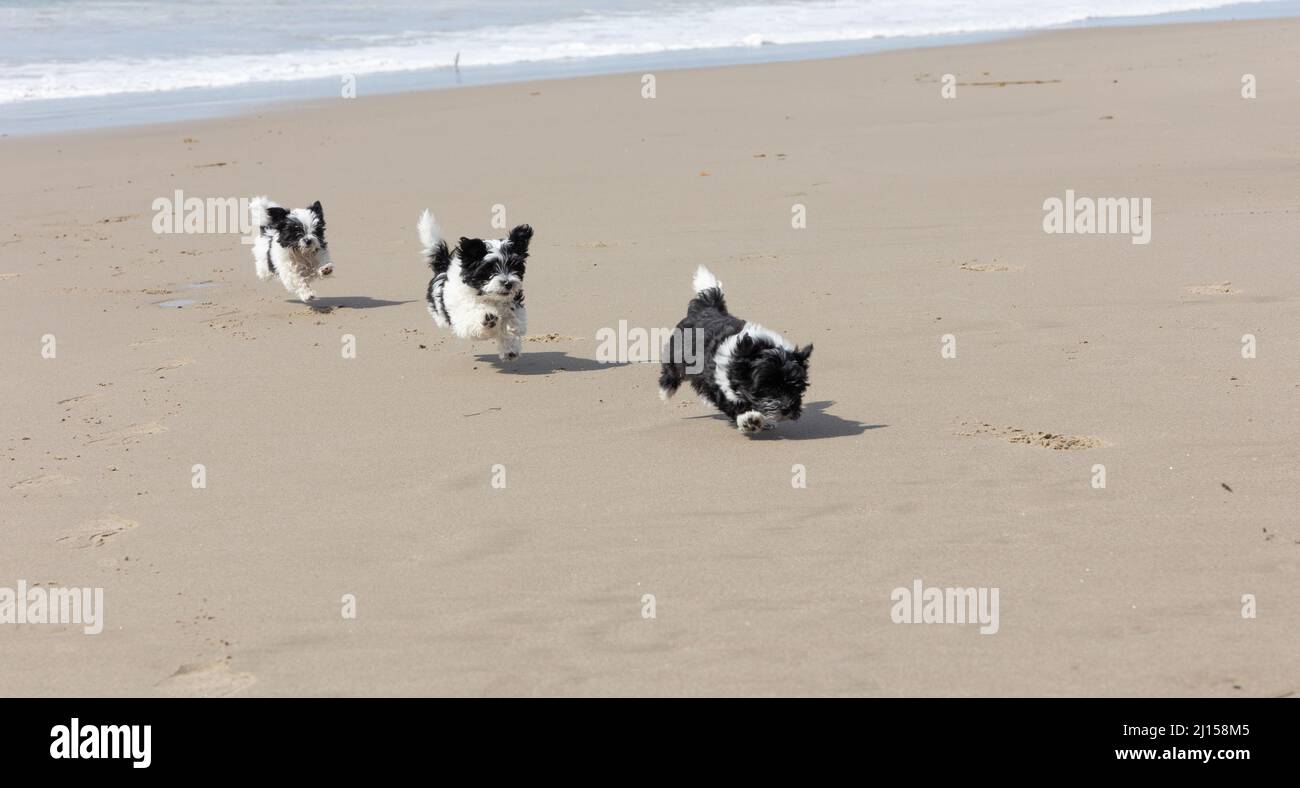 Running playing puppies on sand hi-res stock photography and images - Alamy