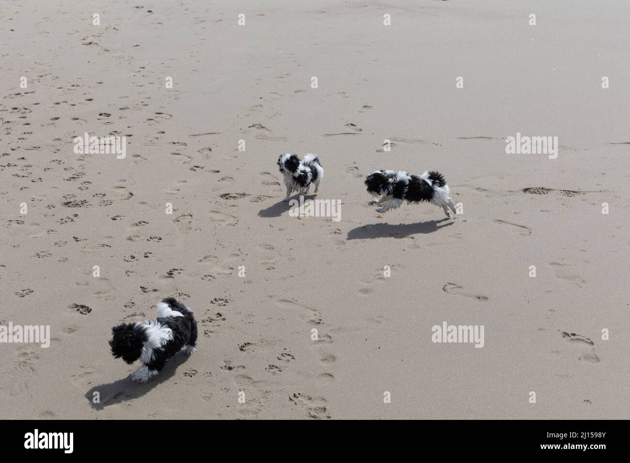 Havanese puppy playing on the beach Stock Photo - Alamy