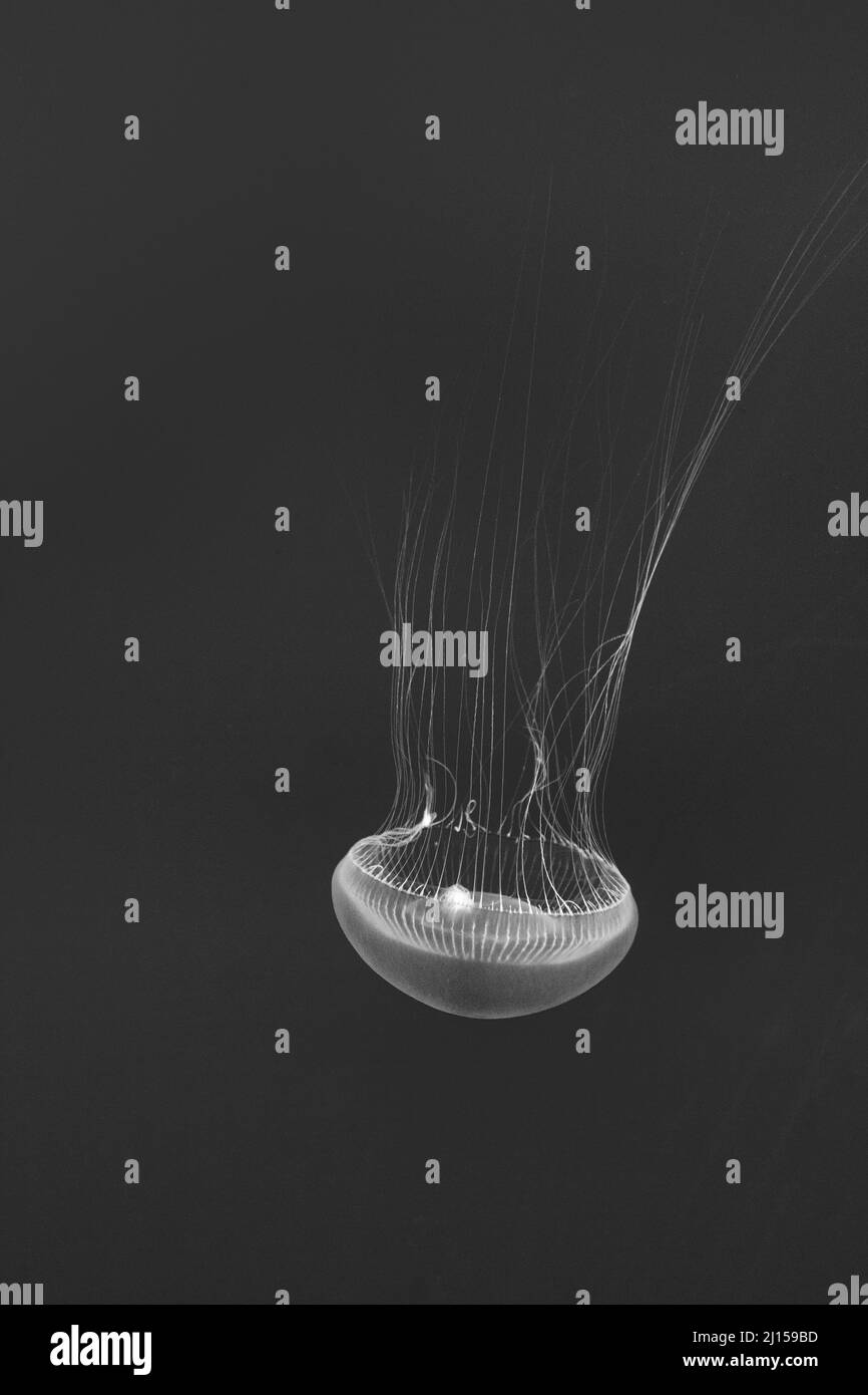 Transparent black white fish Black and White Stock Photos & Images - Alamy