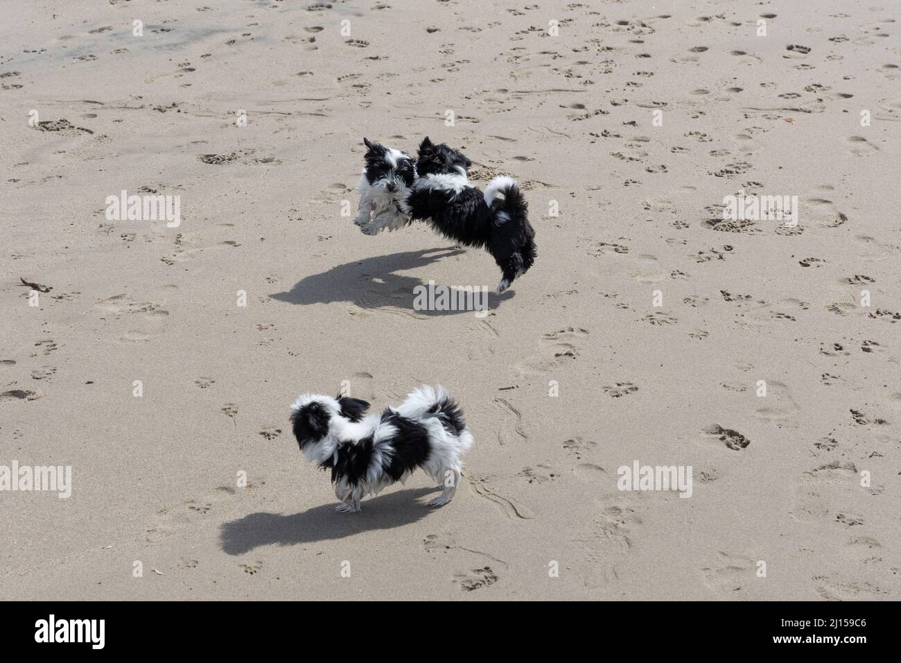 Havanese puppy playing on the beach Stock Photo - Alamy
