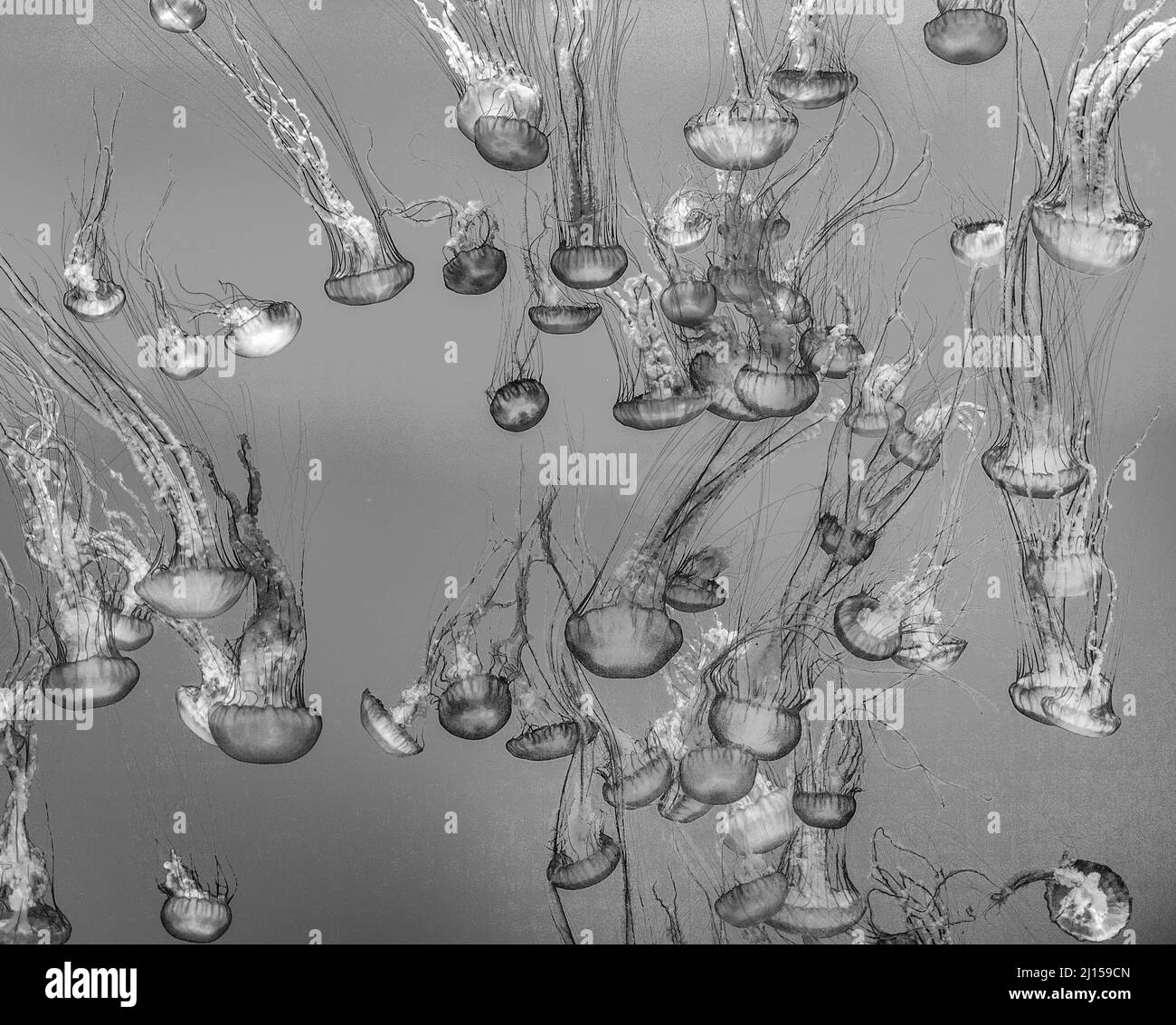 The deep blue sea Black and White Stock Photos & Images - Alamy