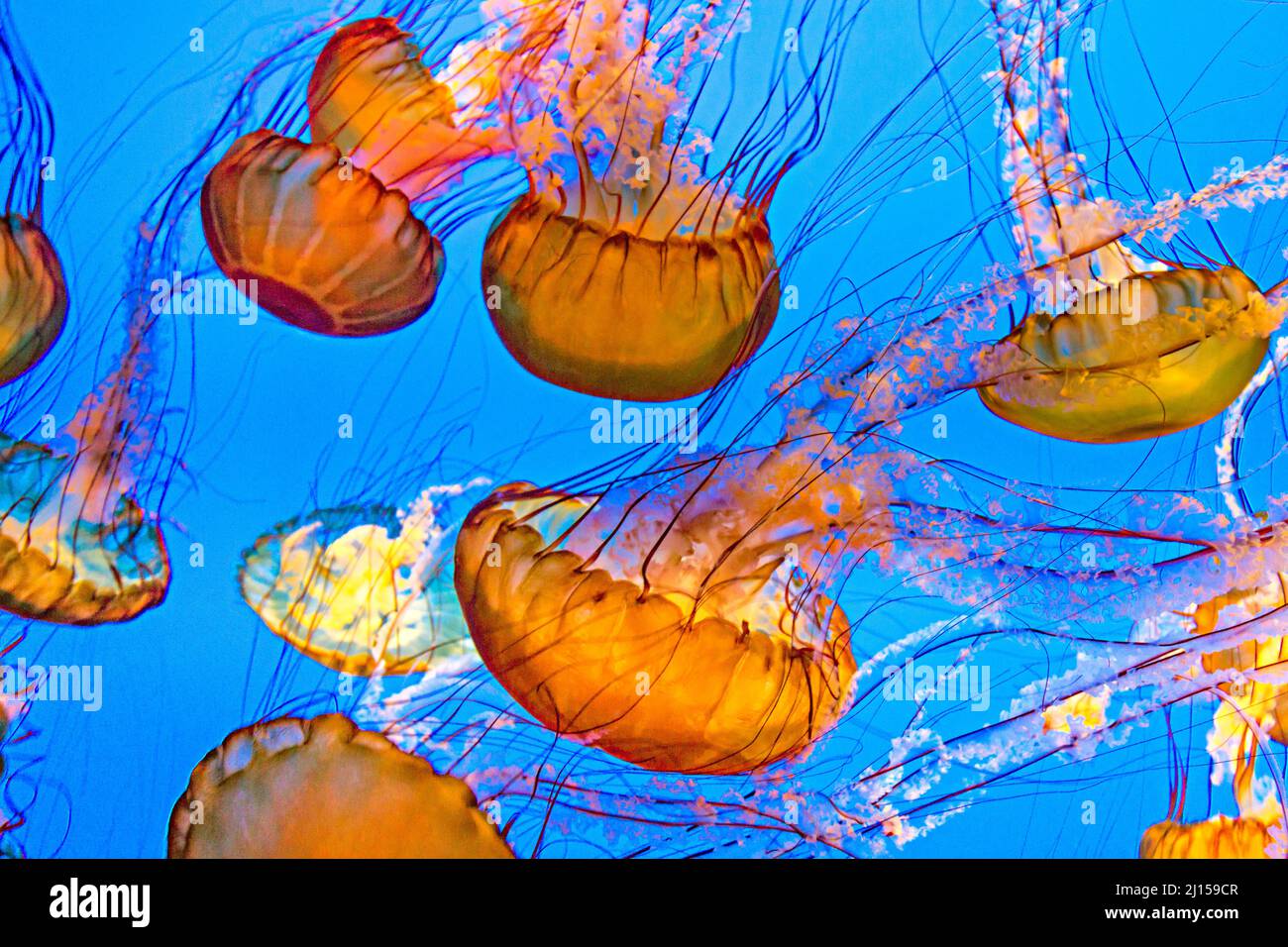 Jelly fishes jellyfish swarm hi-res stock photography and images - Alamy