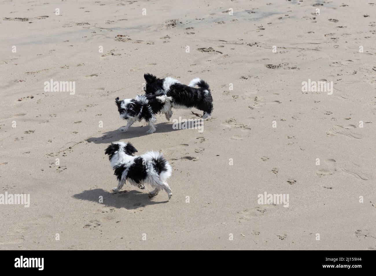 Havanese puppy playing on the beach Stock Photo - Alamy