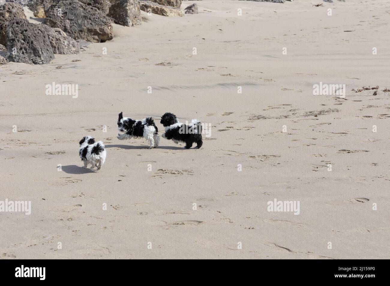 Havanese puppy playing on the beach Stock Photo - Alamy