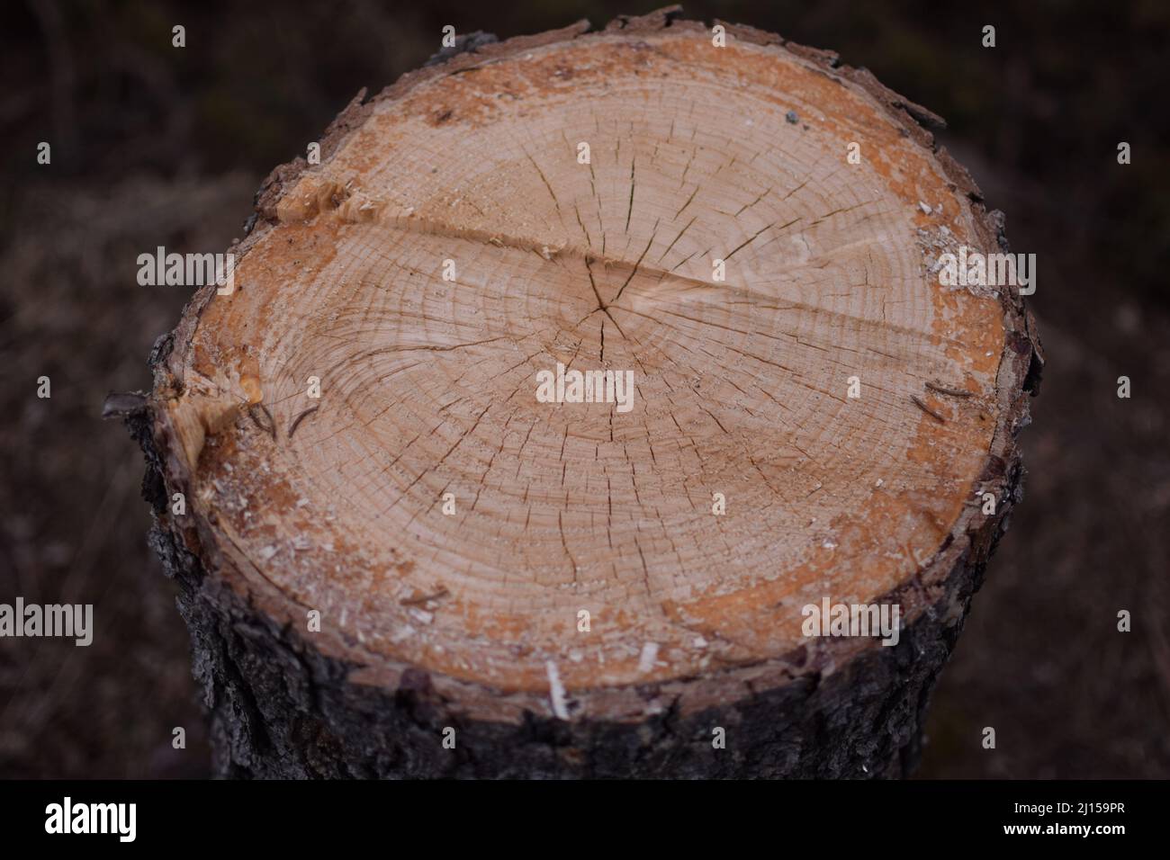 Big cut hi-res stock photography and images - Alamy