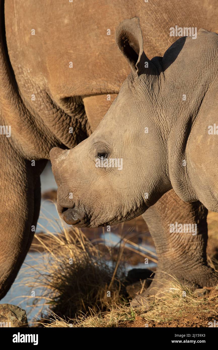 White Rhino Calf, South Africa Stock Photo - Alamy