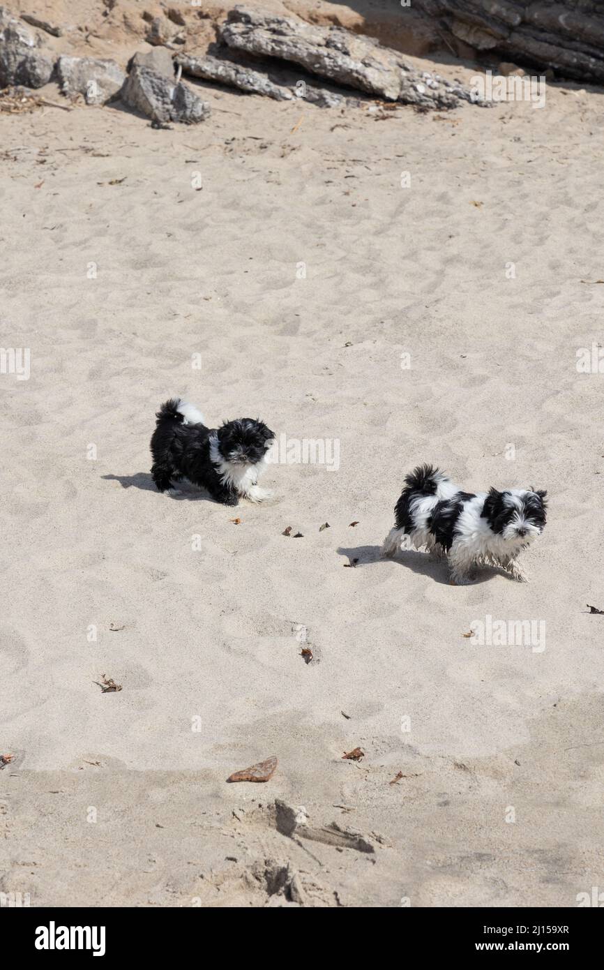 Havanese puppy playing on the beach Stock Photo - Alamy