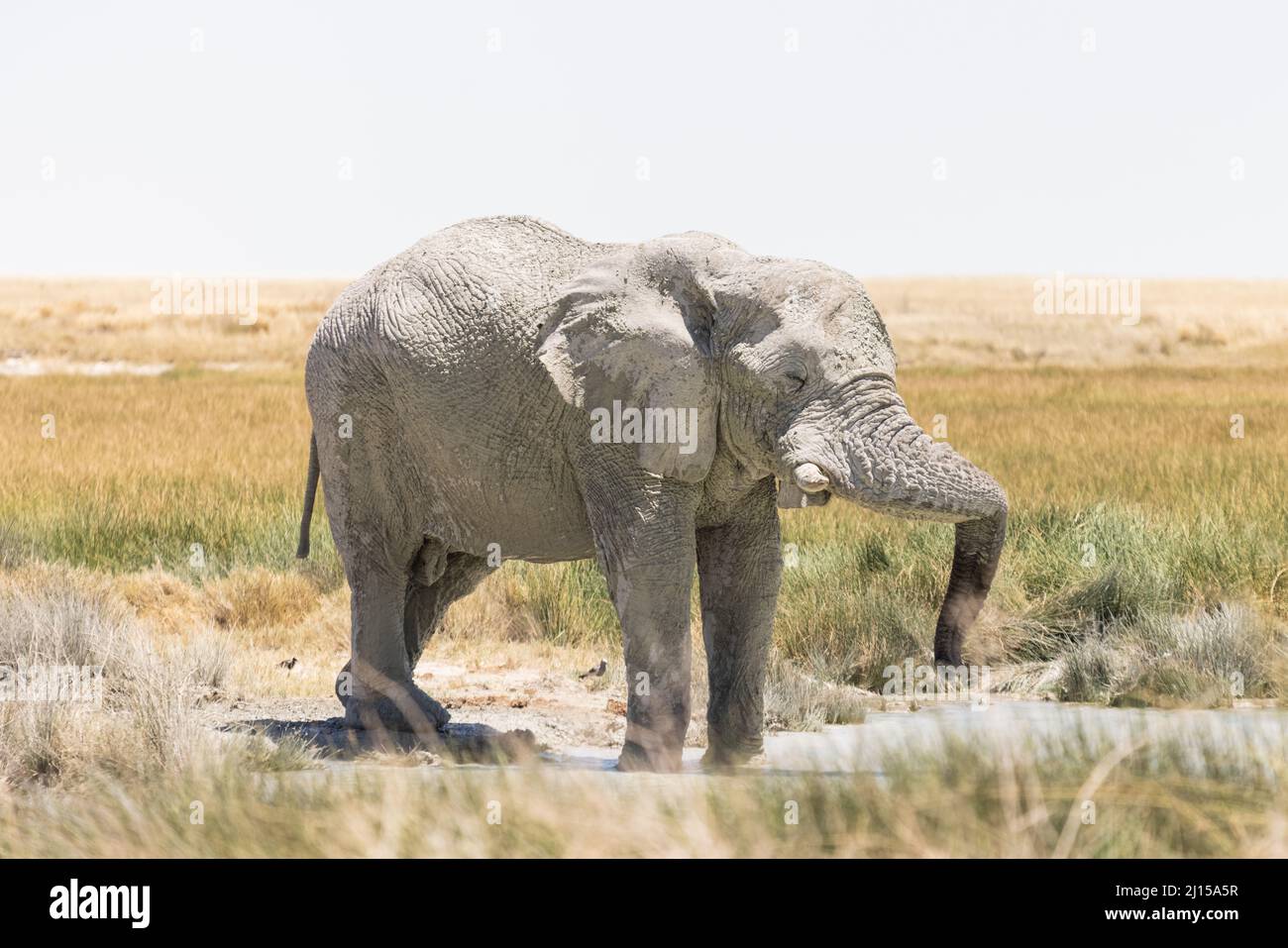 African elephant spotted in Namibia Wildlife Safari Africa Stock Photo ...