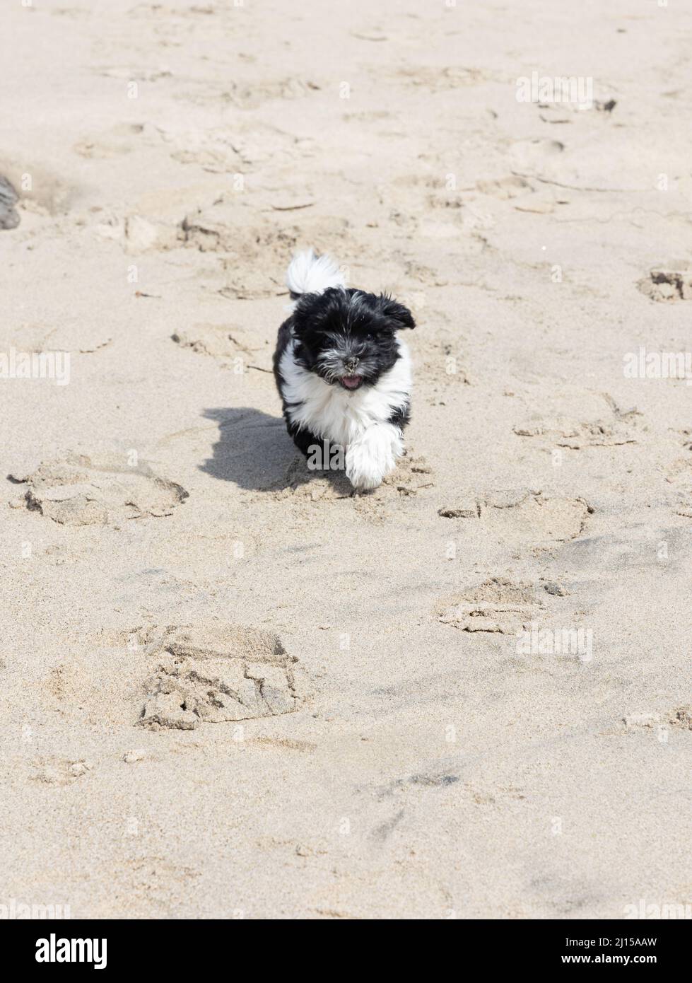 Havanese puppy playing on the beach Stock Photo - Alamy