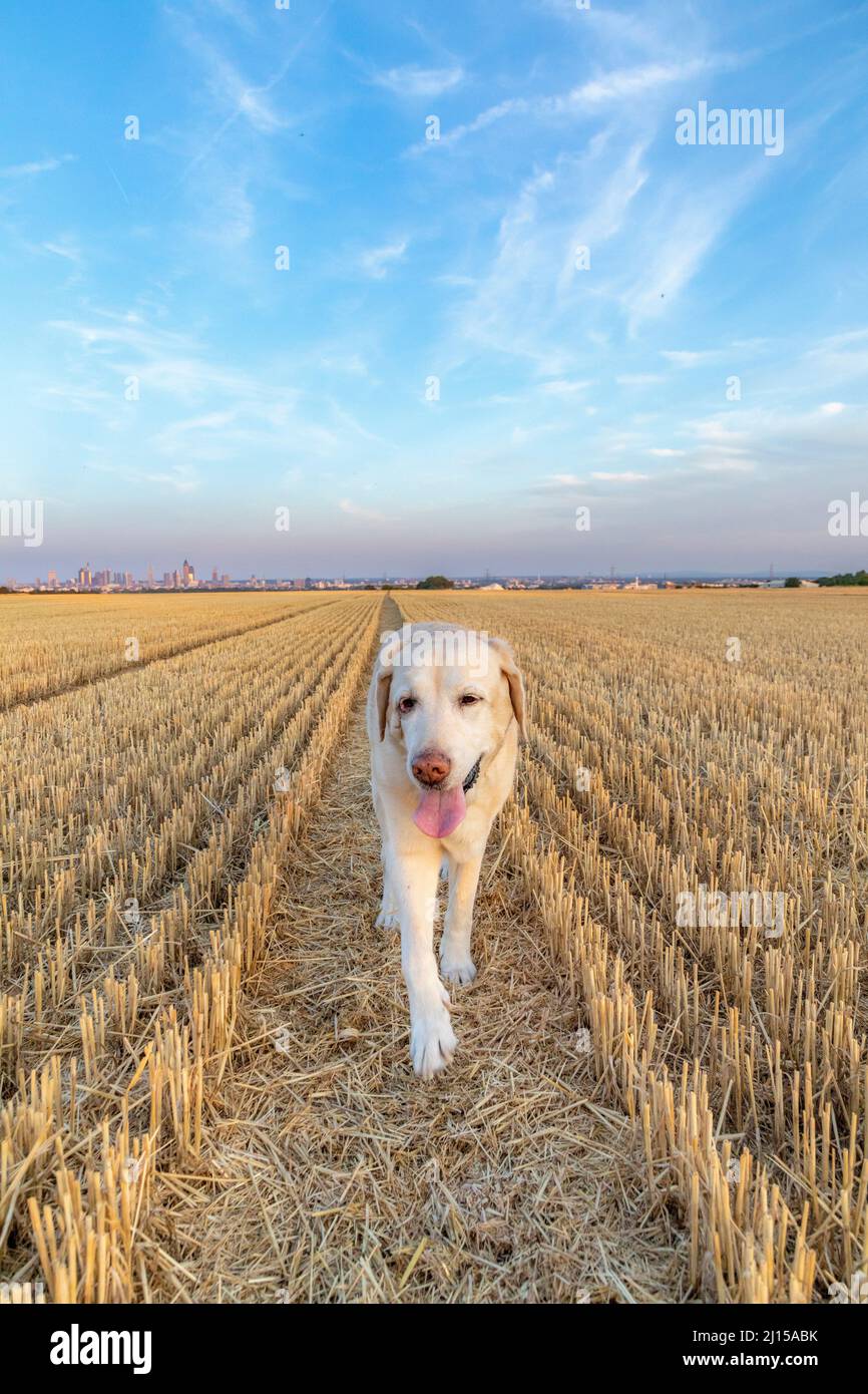 labrador dog enjoys running in the harvested field of corn Stock Photo ...