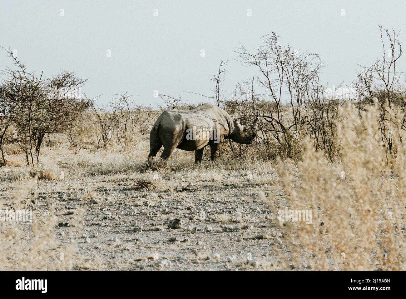 African Rhino spotted in Namibia Wildlife Safari Africa Stock Photo - Alamy
