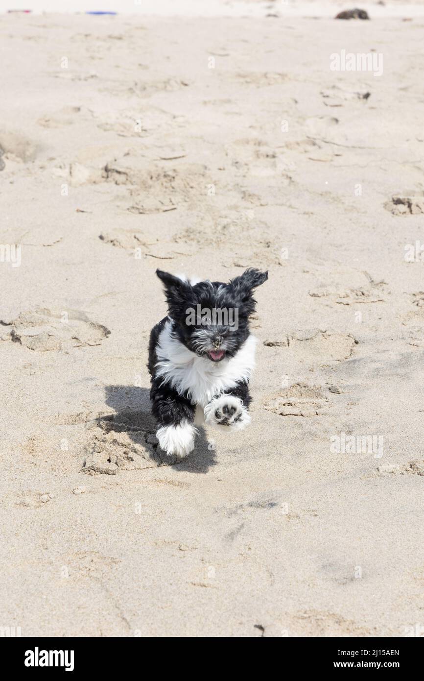 Havanese puppy playing on the beach Stock Photo - Alamy