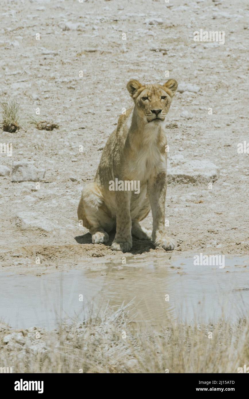 Shot of wild lioness by the waterhole spotted in Namibia Wildlife ...