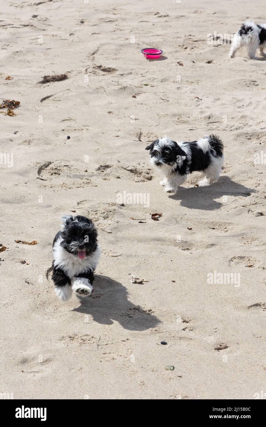 Running playing puppies on sand hi-res stock photography and images - Alamy