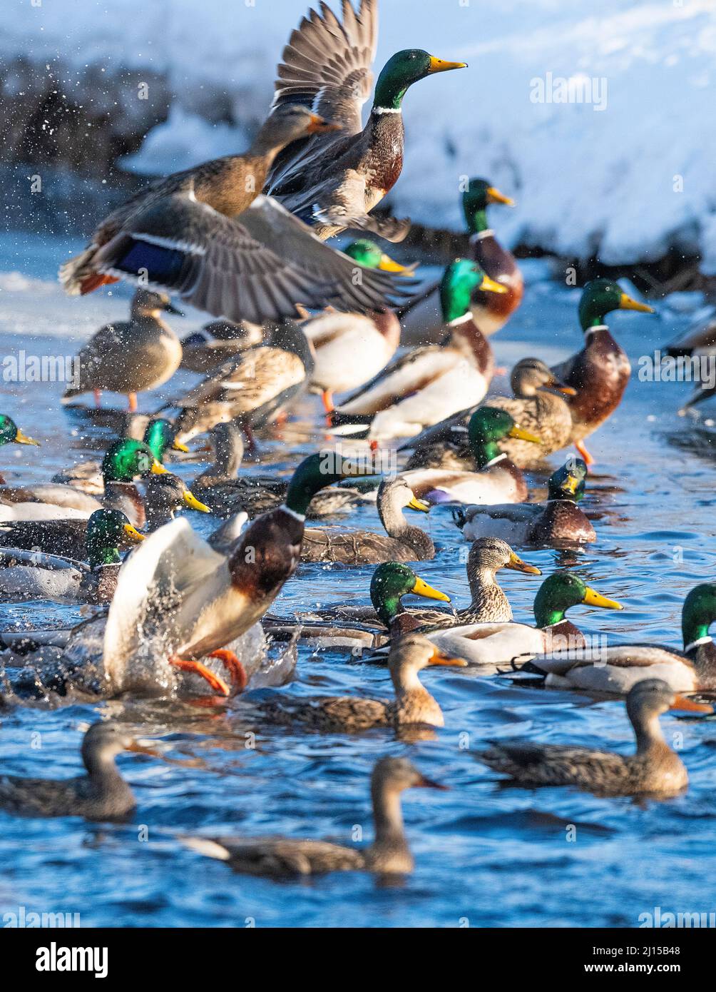 A large flock of Mallard Ducks taking flight in the middle of the ...