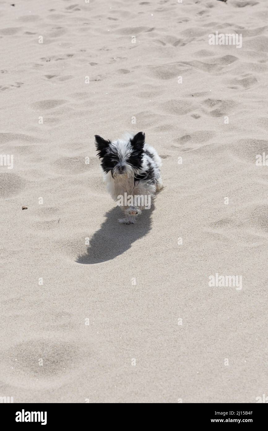 Havanese puppy playing on the beach Stock Photo - Alamy