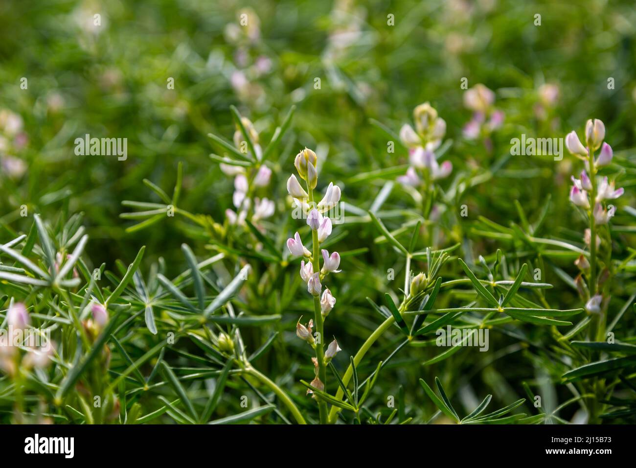 flowering plants of white lupine on an agricultural field Stock Photo ...