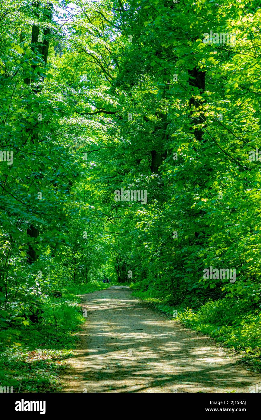 scenic path through dense forest with green oak trees Stock Photo - Alamy