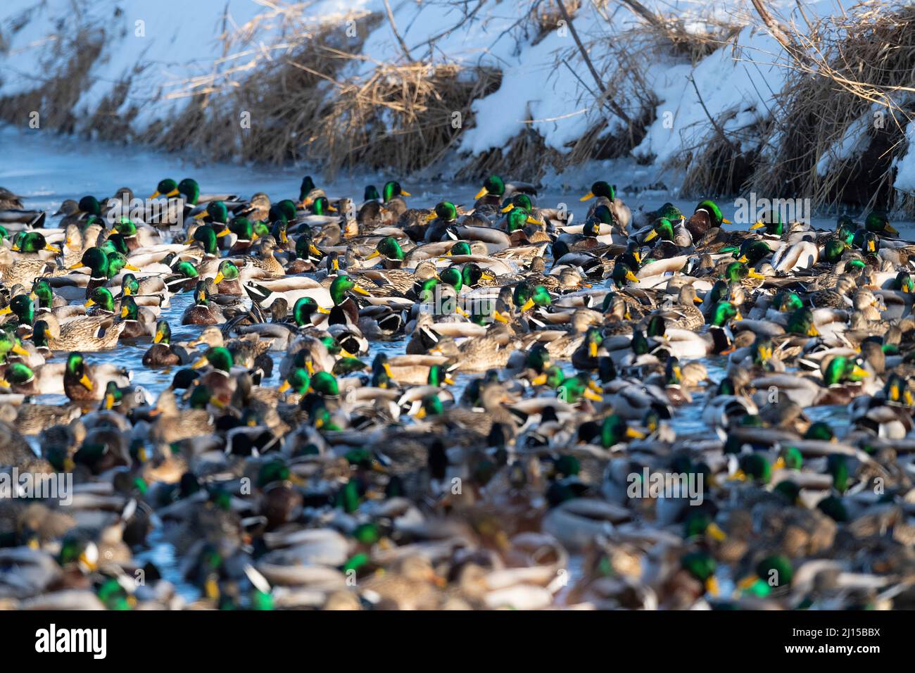 A large flock of Mallard Ducks on an icy pond during late winter in ...