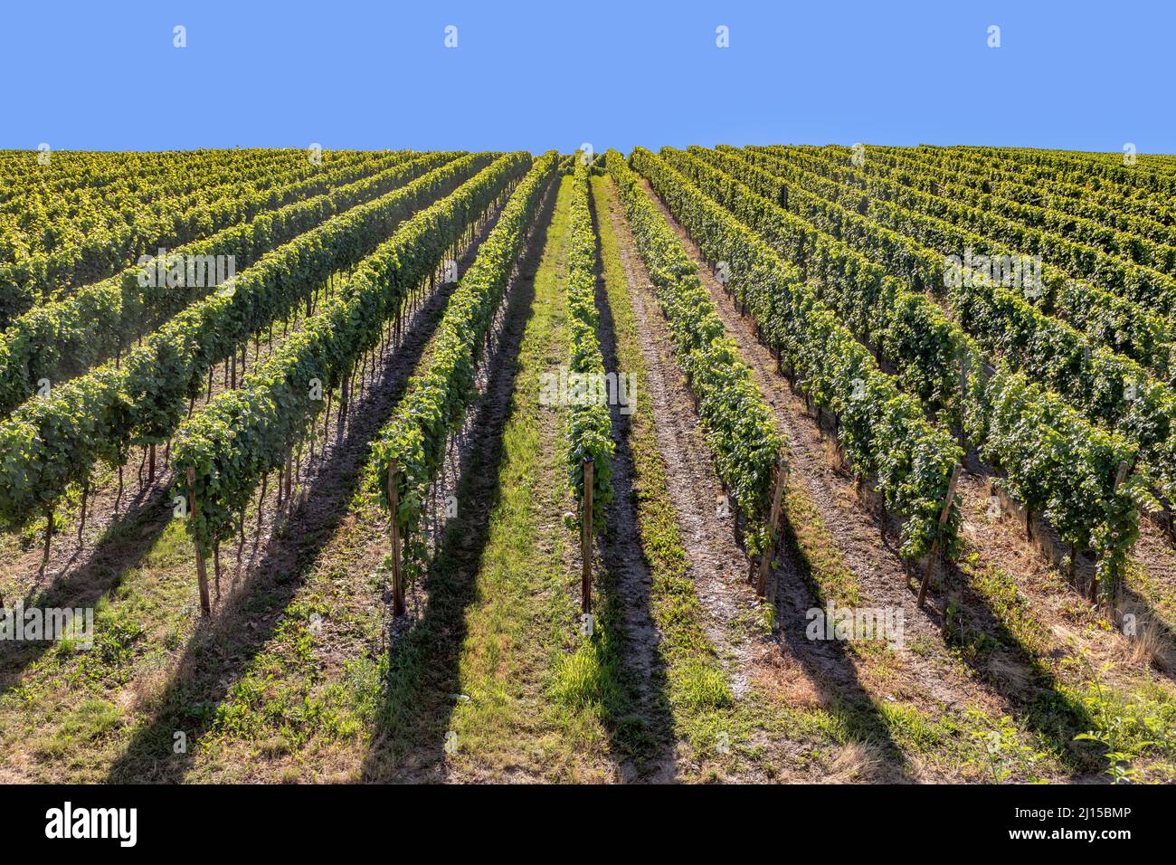 growing vine in the vineyard in the moselle valley Stock Photo - Alamy