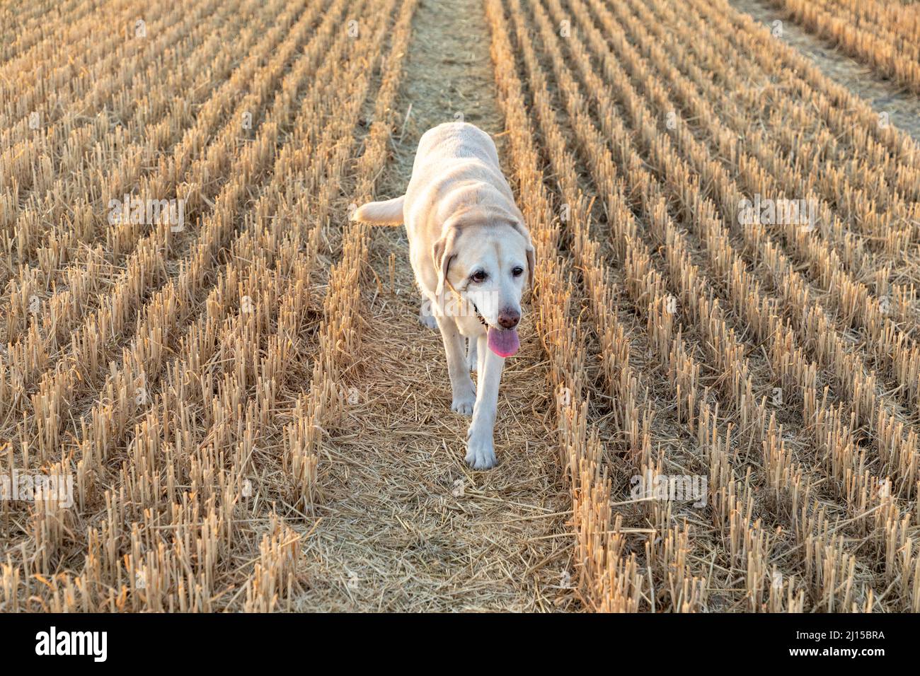 labrador dog enjoys running in the harvested field of corn Stock Photo ...